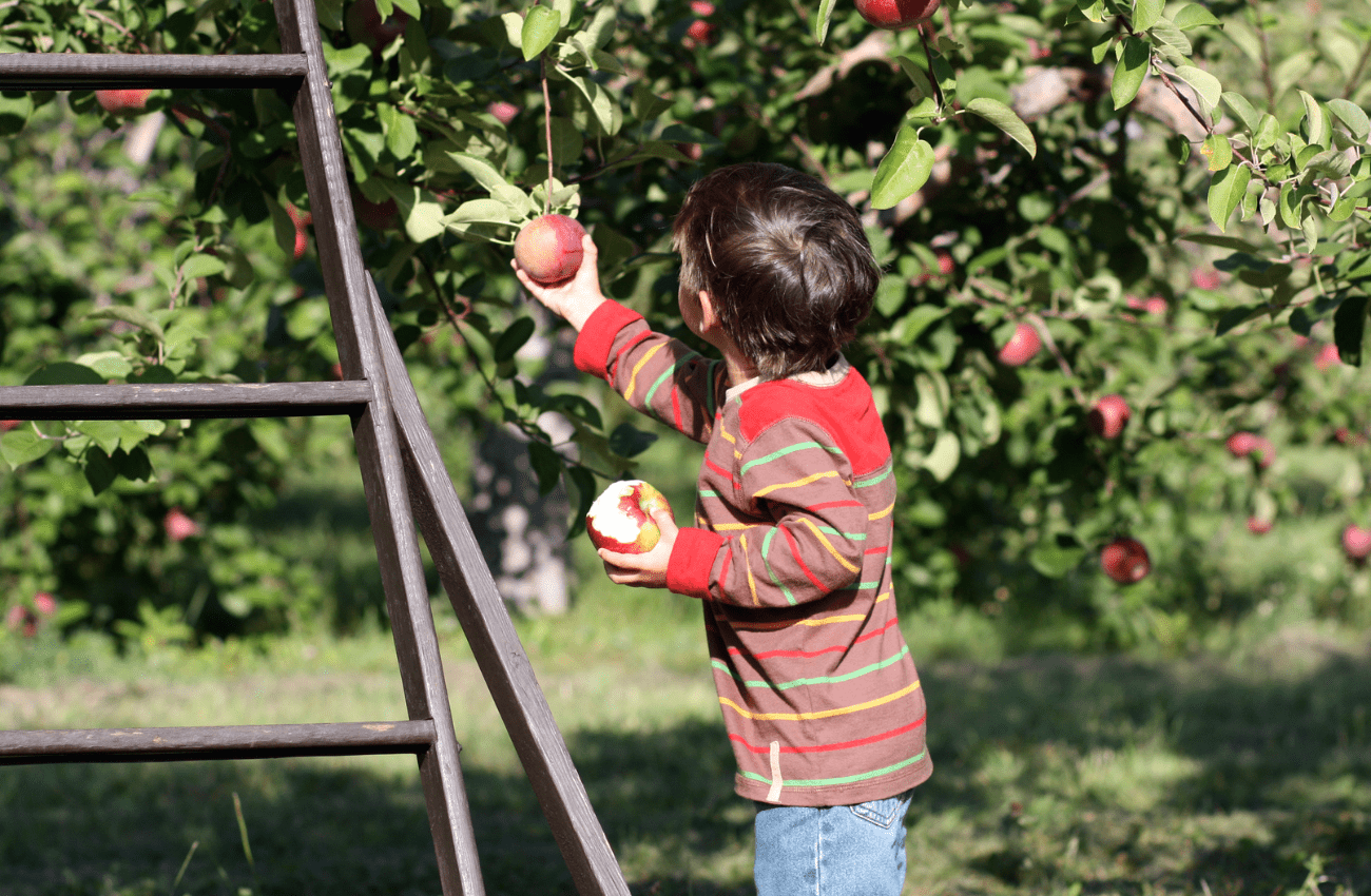 The Best Places to Pick Apples Near Philadelphia for Families ...