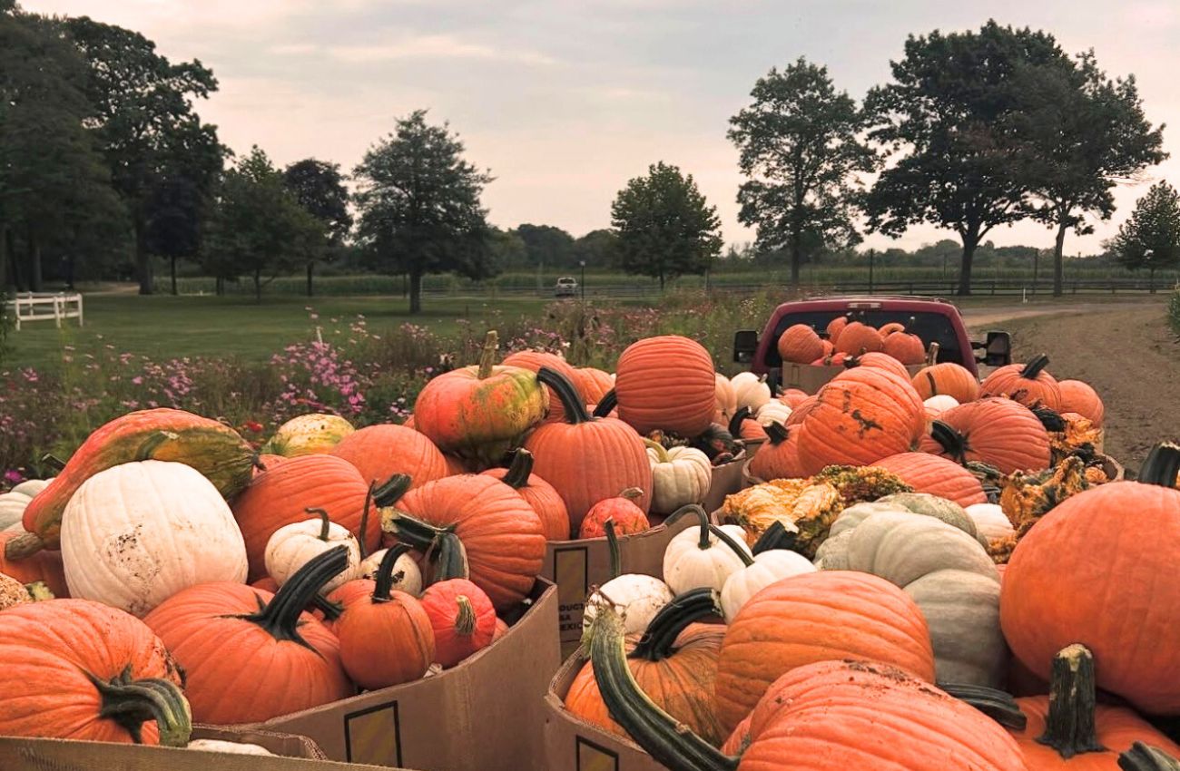 Best Pumpkin Picking Spots Around Philly - Philadelphia Family Magazine