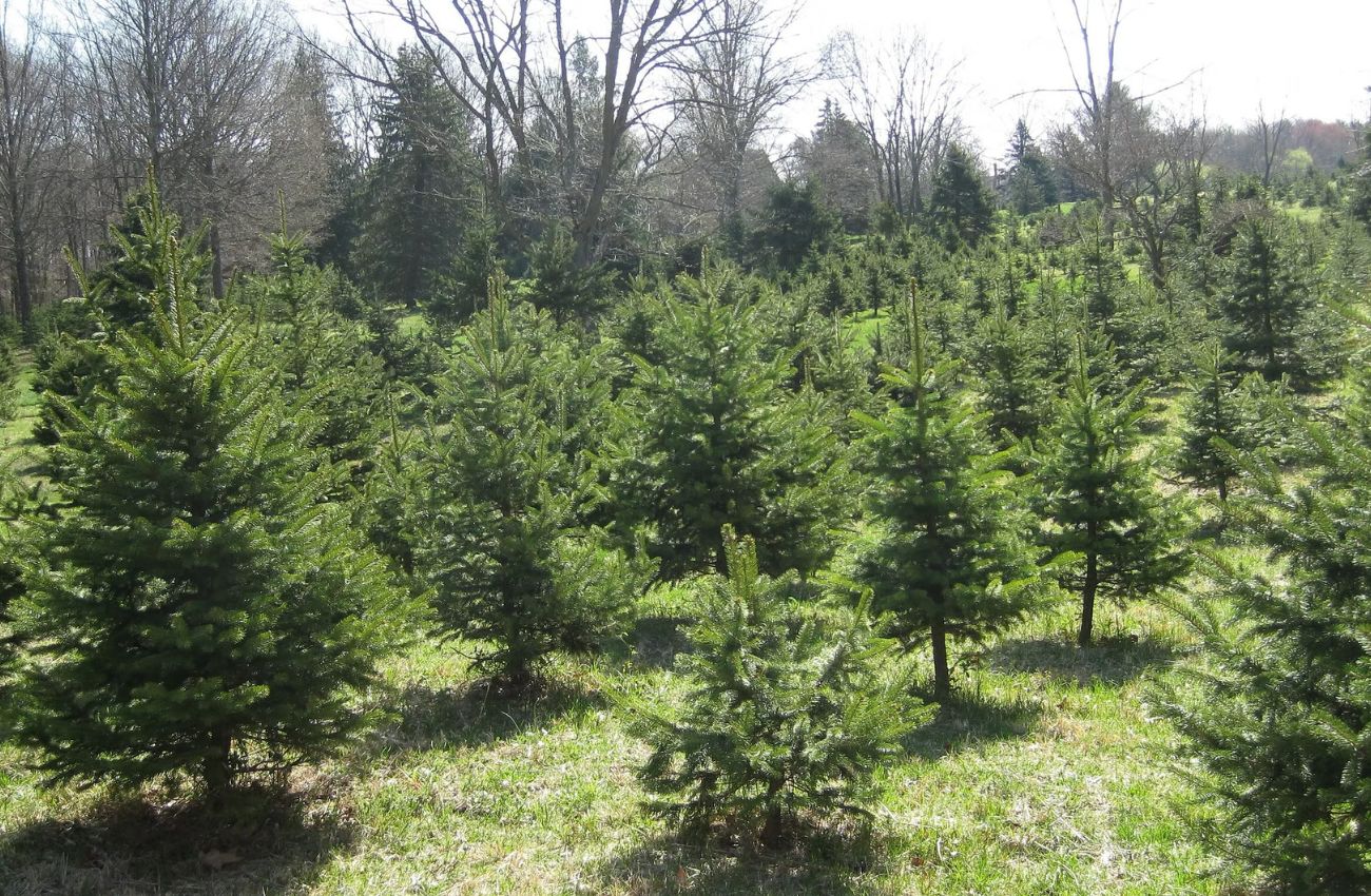 Where to Find Christmas Trees in Philly and Beyond This Holiday Season ...