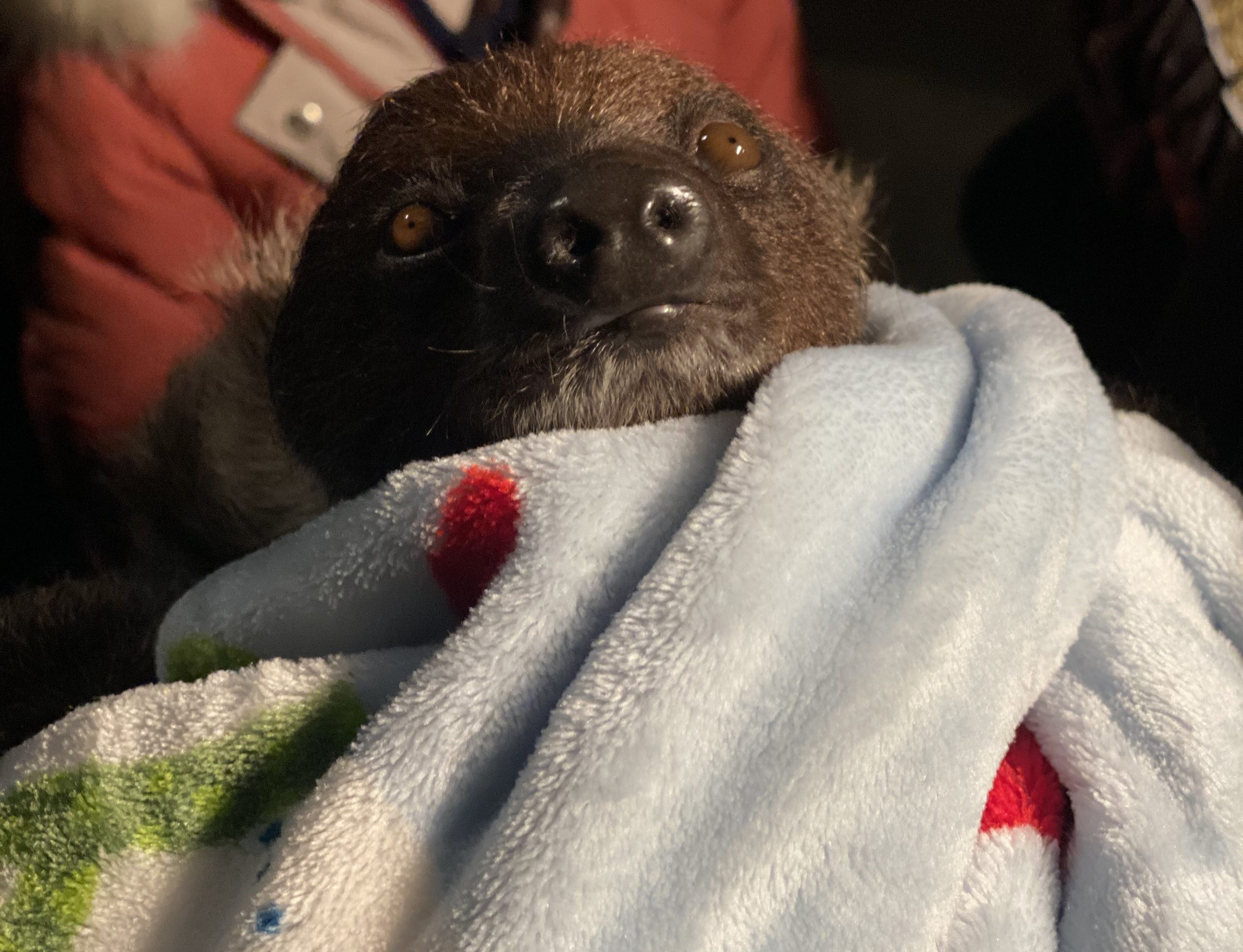 Meet a Baby Sloth (and more) at New 'Survival of the Slowest' Exhibit ...